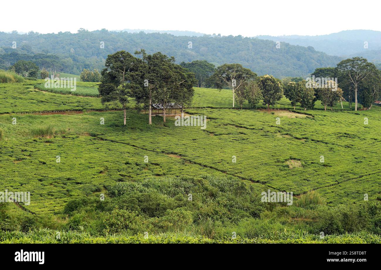 tea field, Uganda, East Africa Stock Photo - Alamy