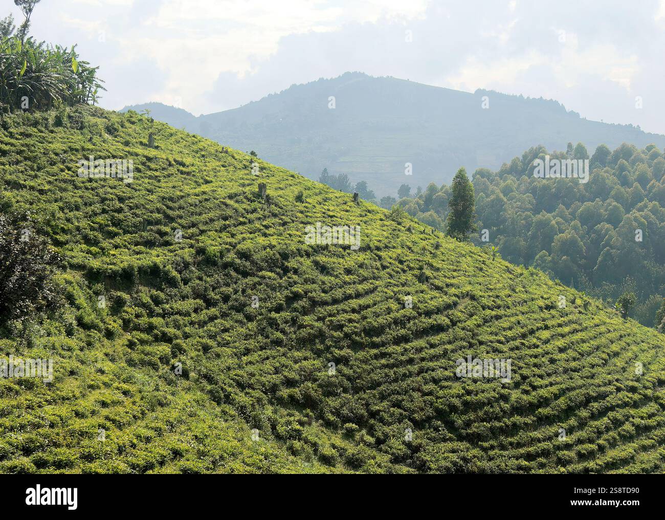 tea field, Uganda, East Africa Stock Photo - Alamy