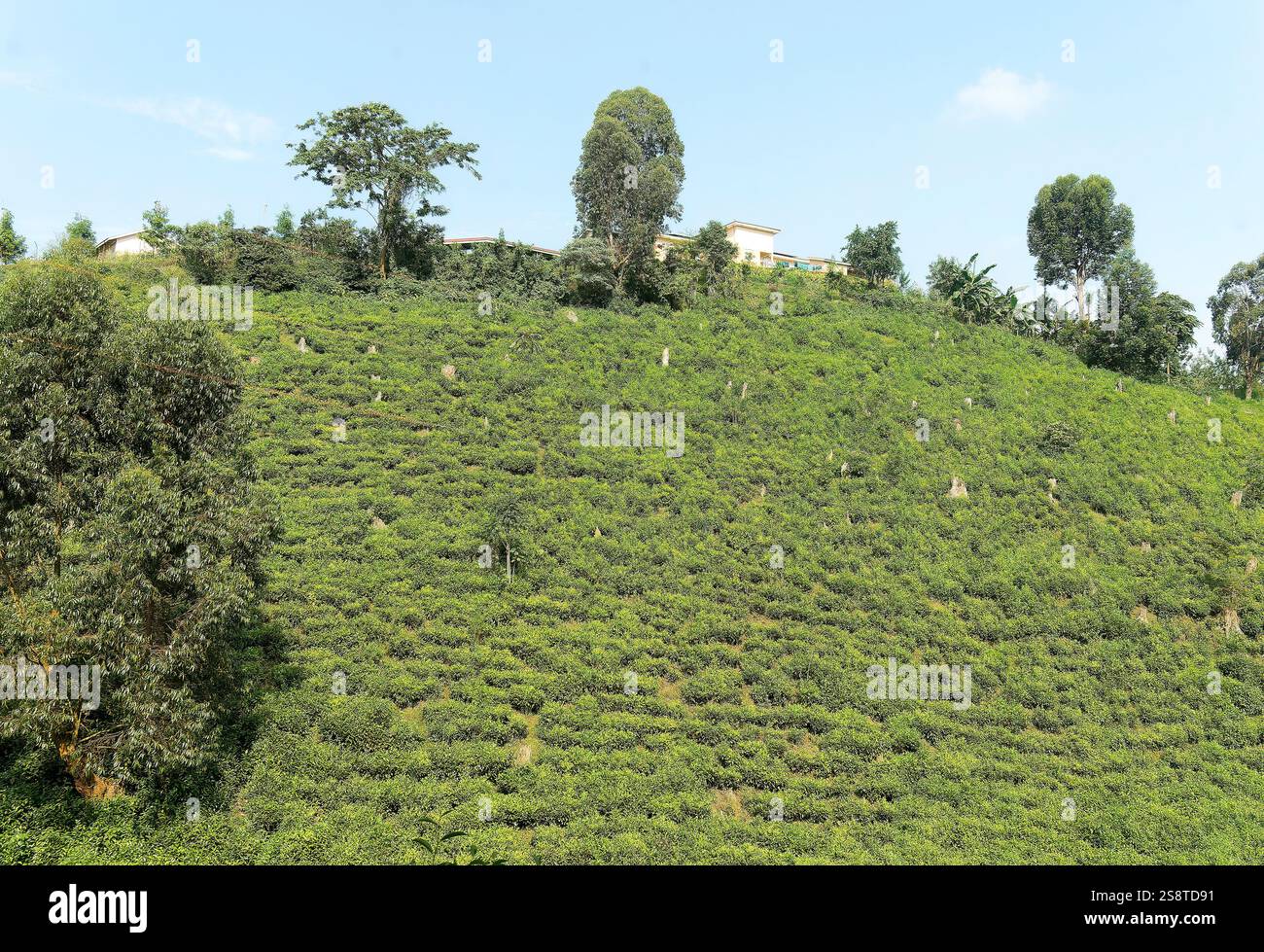tea field, Uganda, East Africa Stock Photo - Alamy