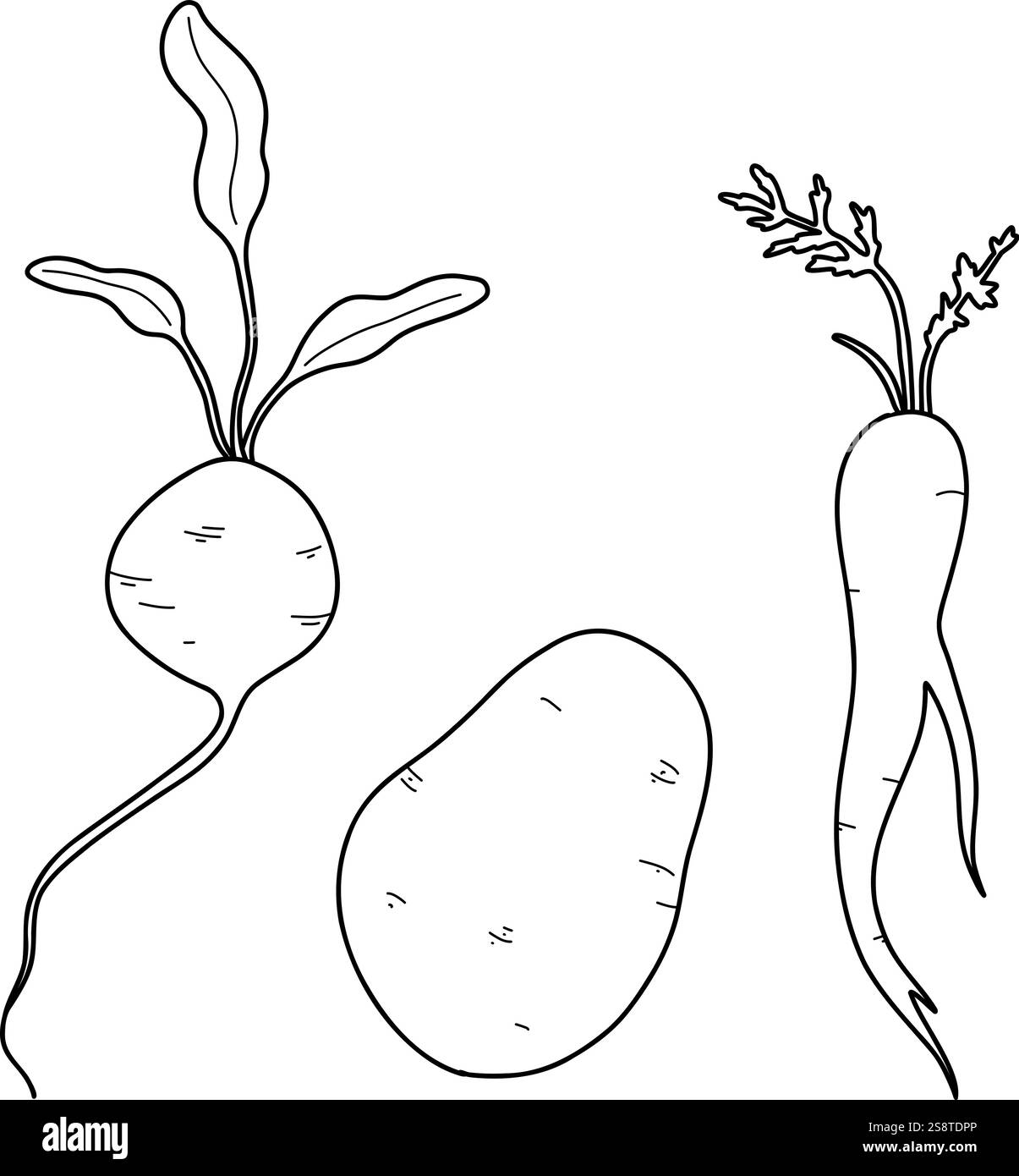 A set of vegetables: potatoes, beets, carrots. Vector linear drawing ...