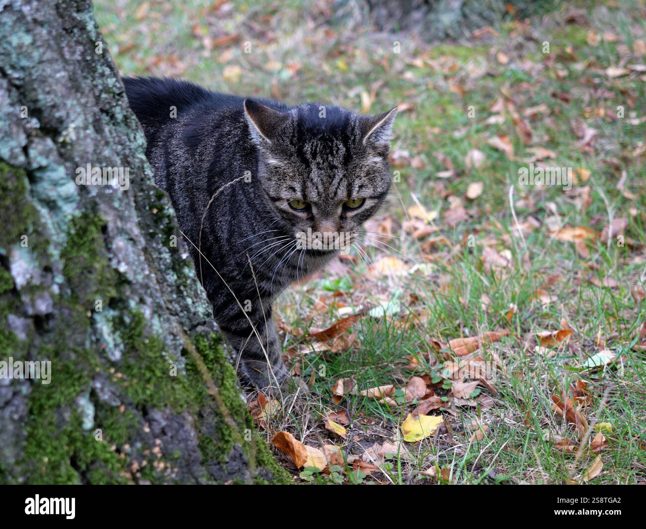 Gray striped tom with yellow-green eyes looks directly into the camera ...