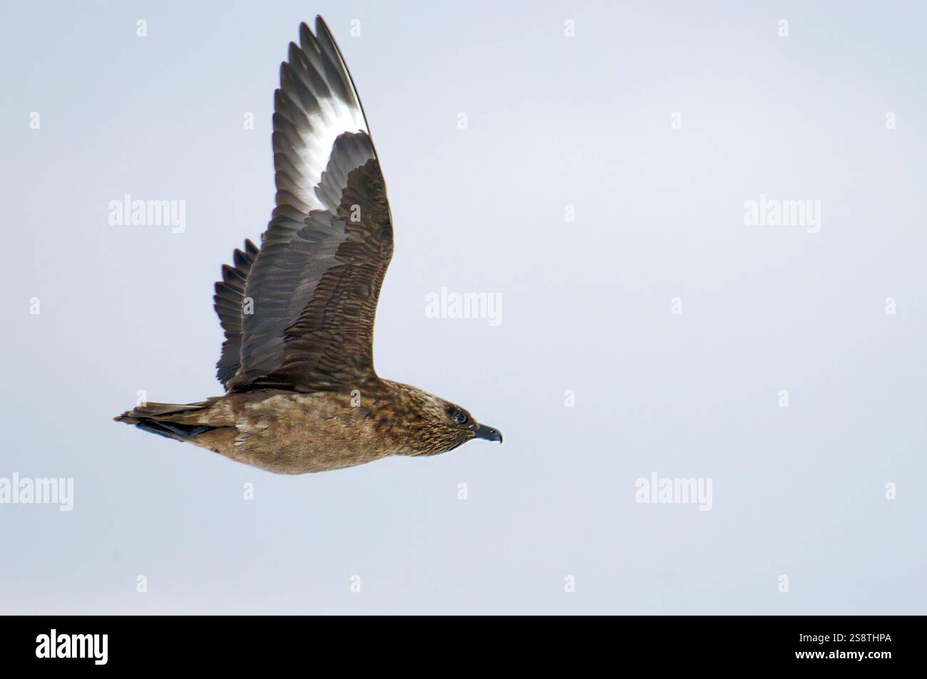 Great Skua (Stercorarius skua) flying. Norsköya, northern Spitsbergen ...
