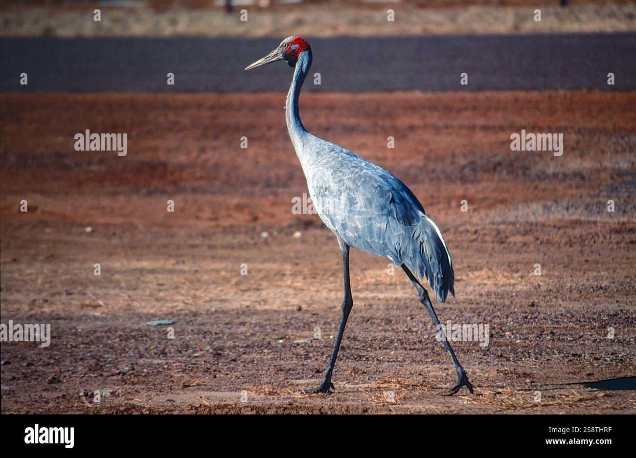 Brolga (Antigone rubicunda) from Northern Territory, Australia Stock ...