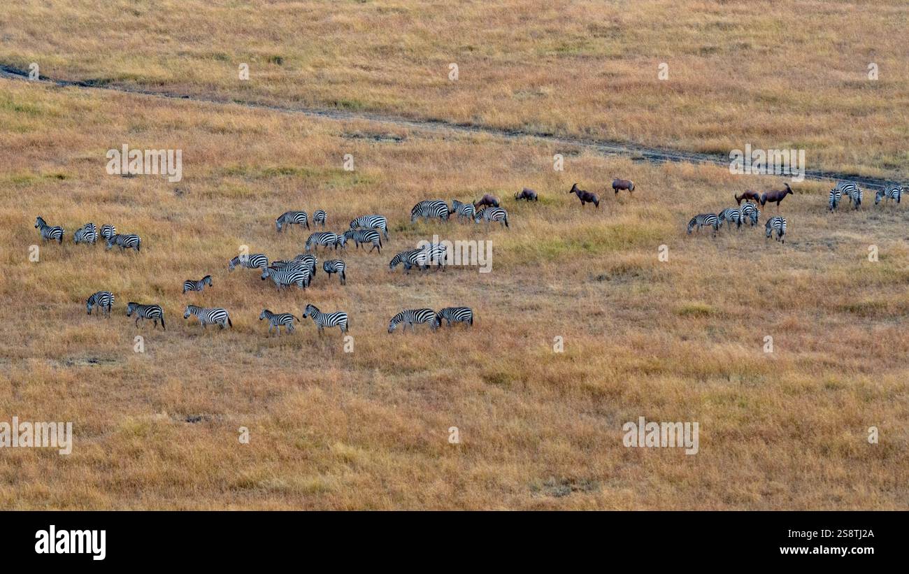 Plain zebras grazing during the annual great migration in Maasai Mara ...