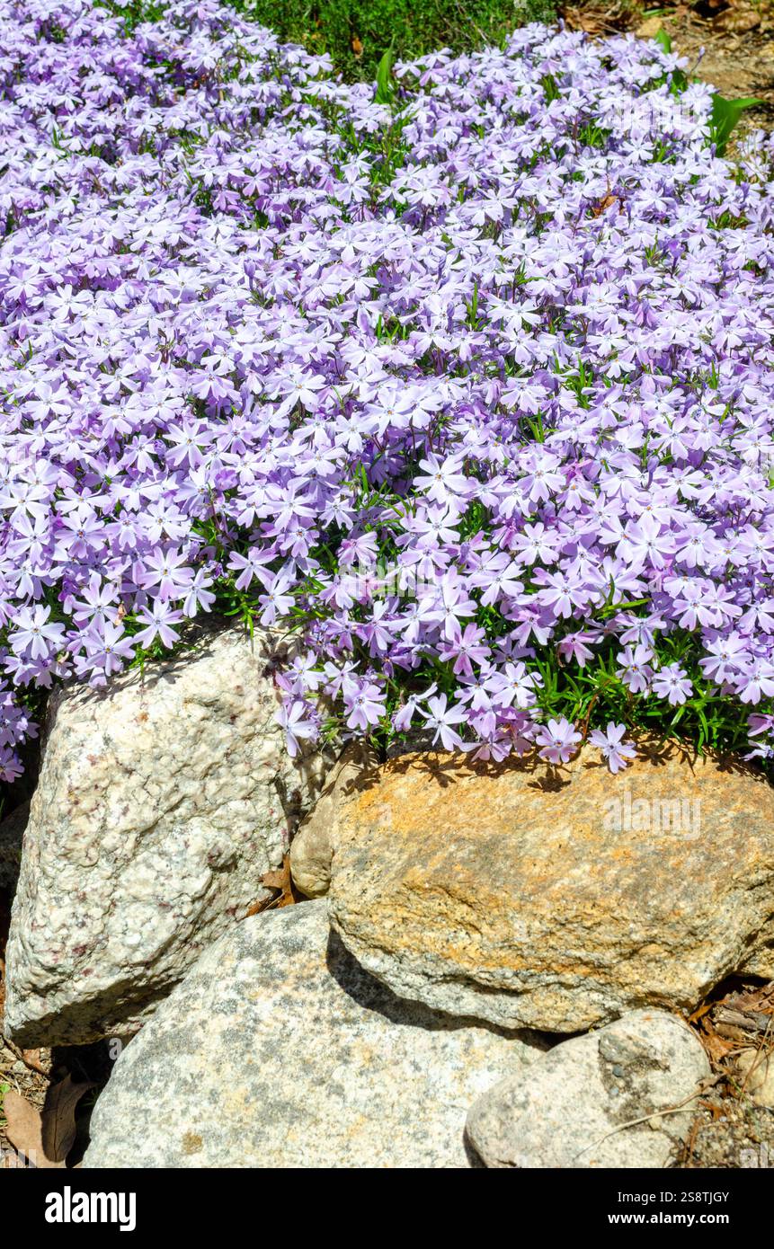 Phlox stolonifera creeping phlox in the garden hi-res stock photography ...