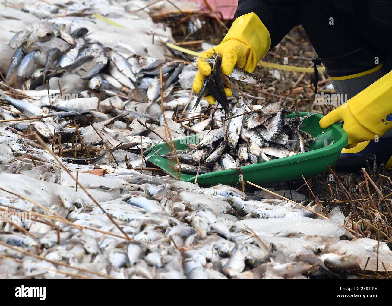 Fish die due to sudden drop in temperature An environmental official of ...