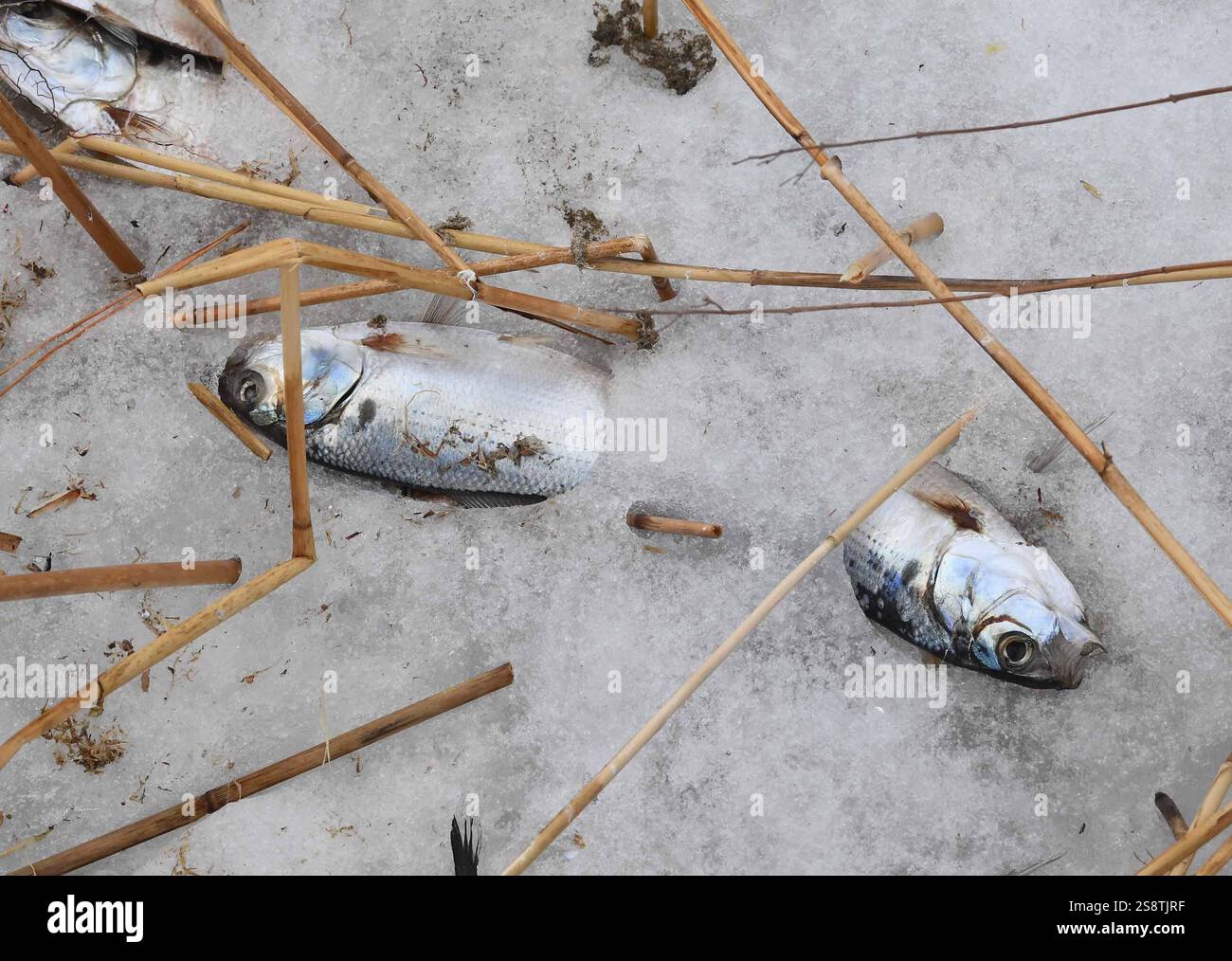 Fish die due to sudden drop in temperature Dead fish that expired due ...