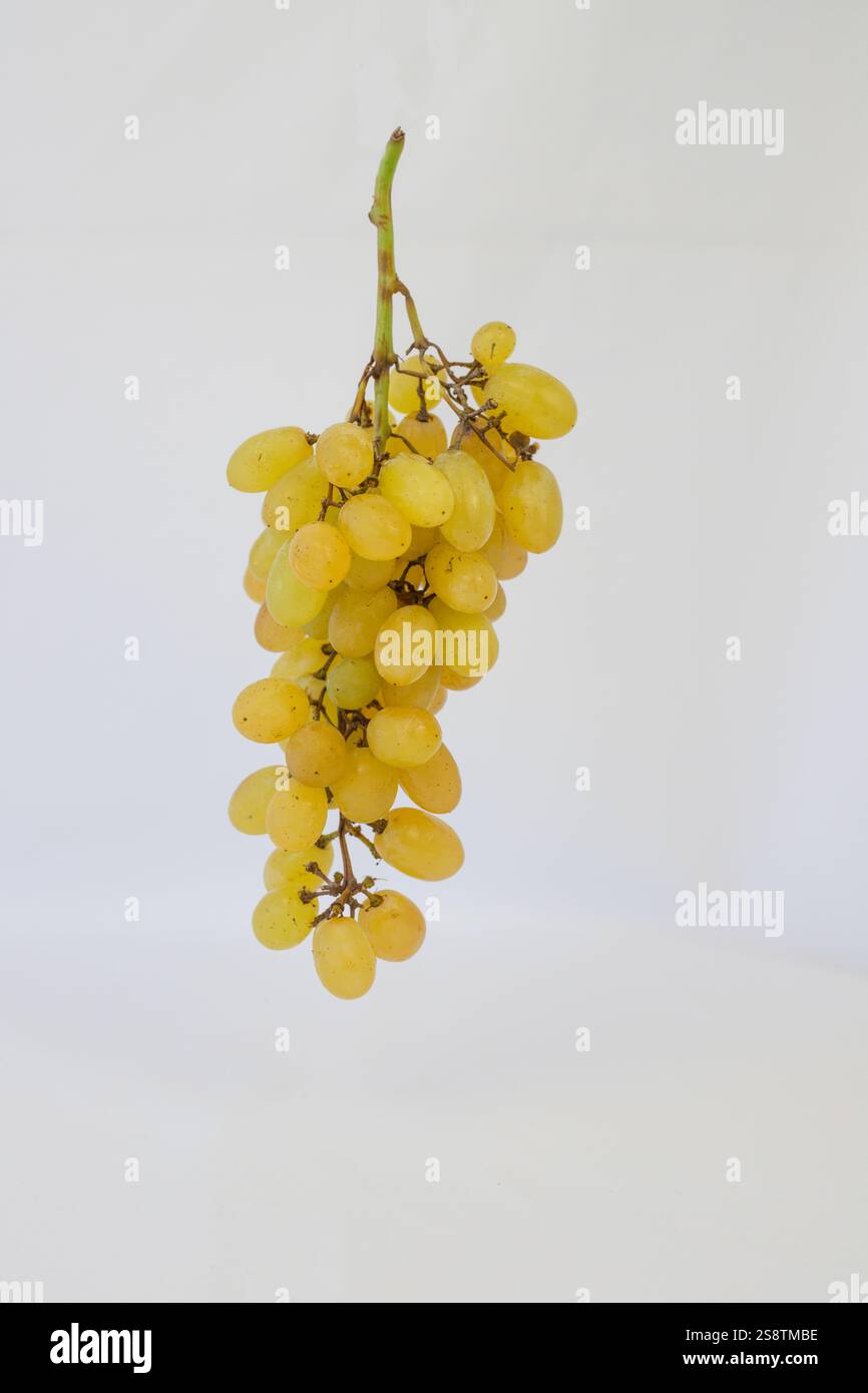 Fresh Yellow Grapes Hanging on a Stem Against an Isolated White ...