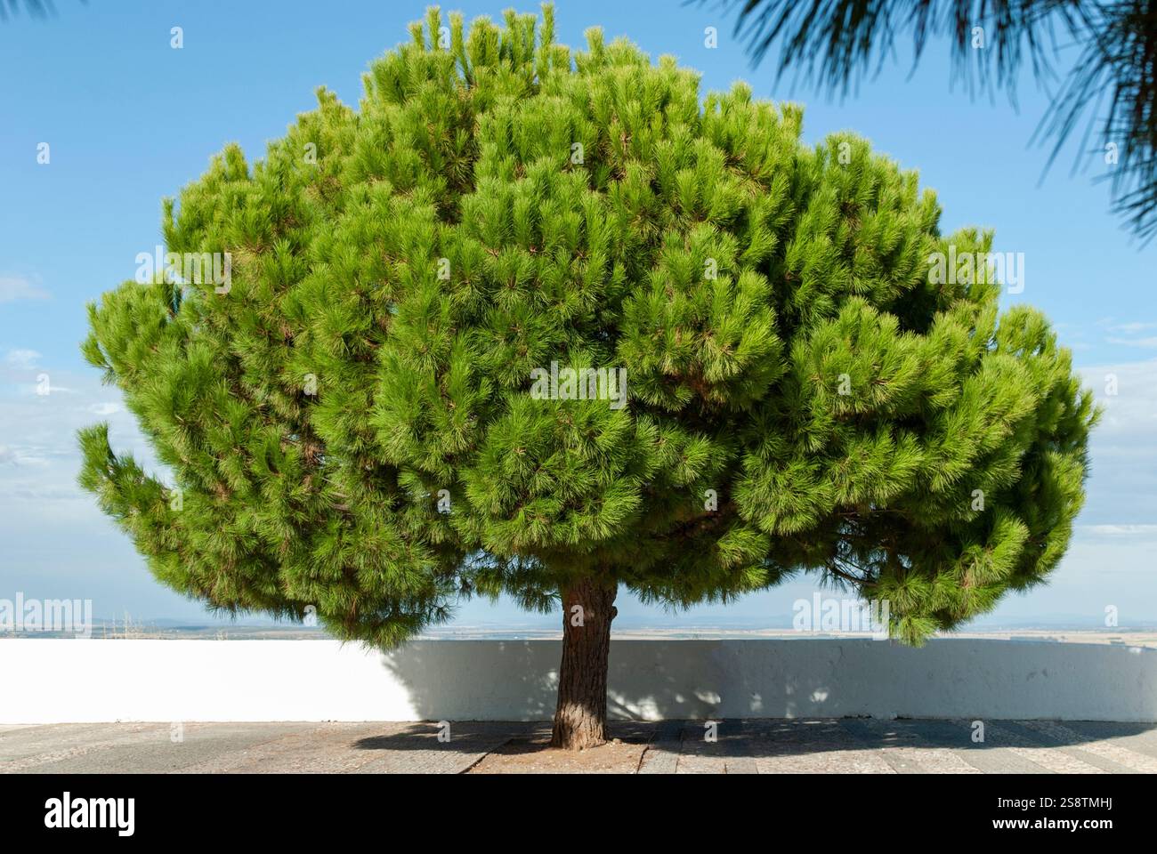 A single Mediterranean stone pine tree with umbrella-shaped canopy ...