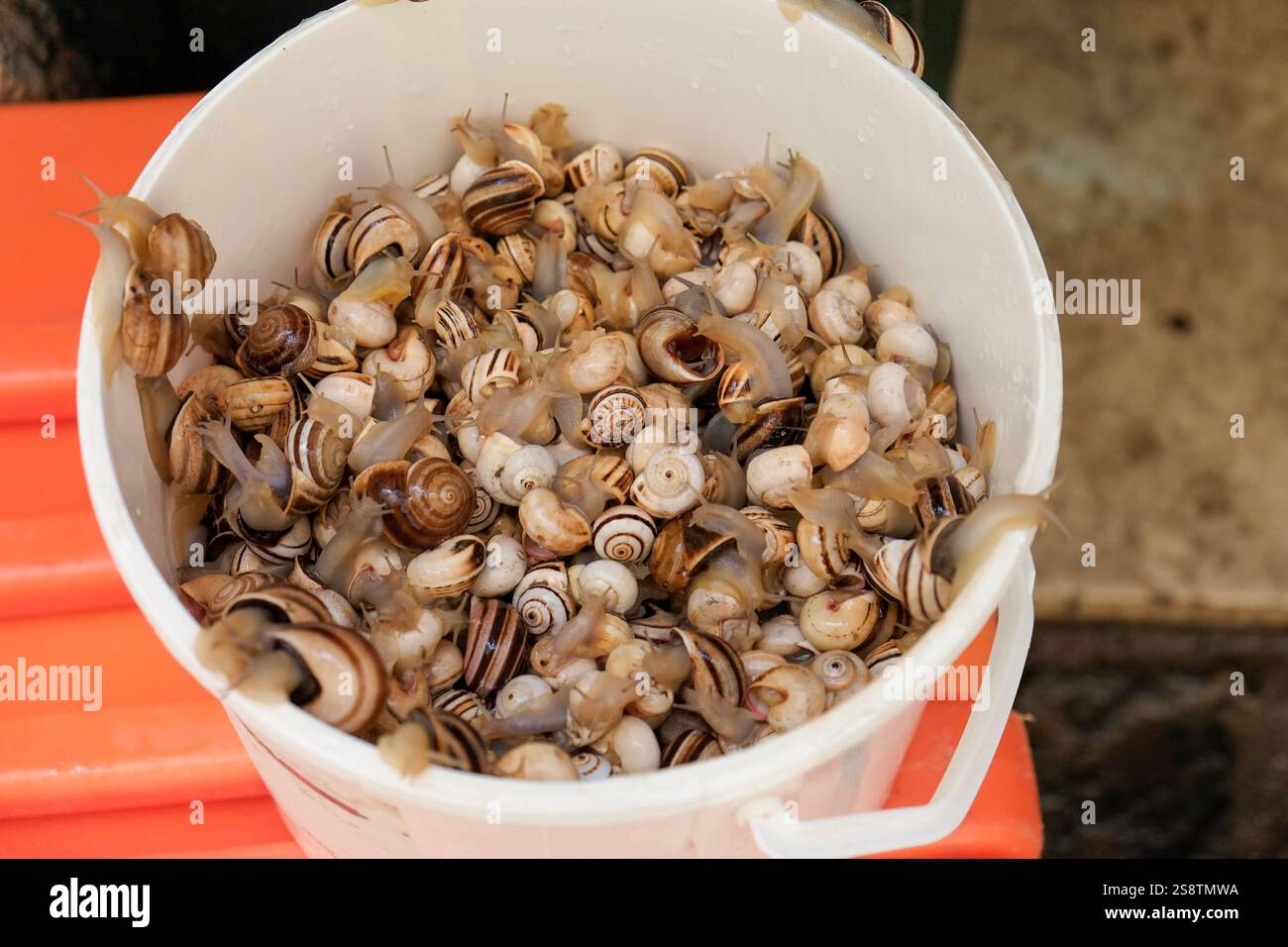 Lisbon, Portugal. Fresh caught snails for sale. Known as caraois ...