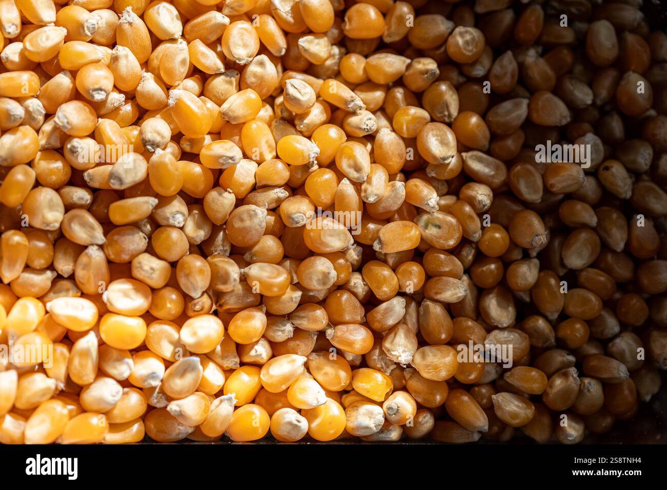 A close-up of golden popcorn kernels illuminated by natural light ...