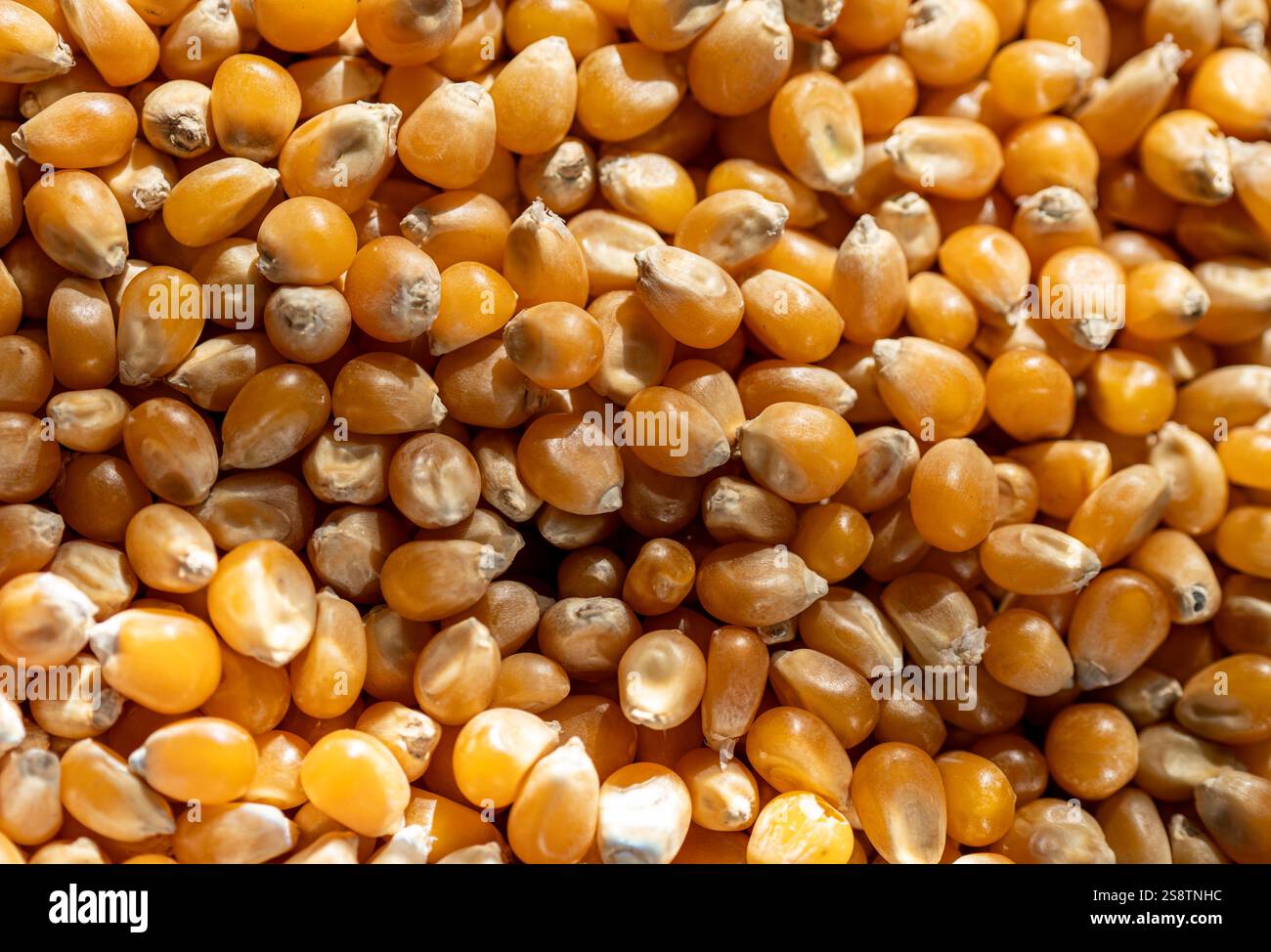 A close-up of golden popcorn kernels illuminated by natural light ...