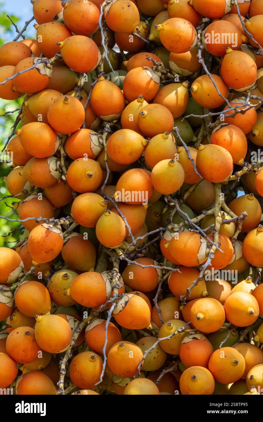 Fruit of foxtail palm tree Stock Photo - Alamy