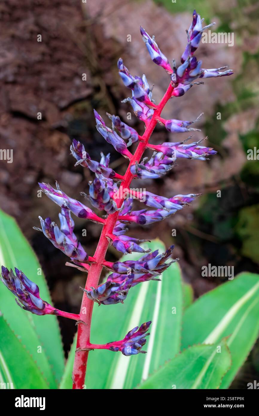 Aechmea bracteata, bromeliad Stock Photo - Alamy