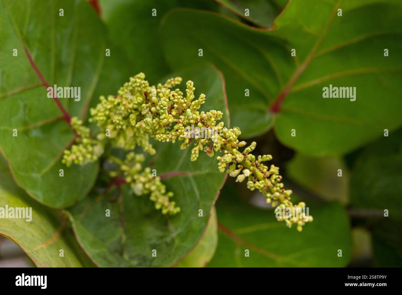 Sea grape tree hi-res stock photography and images - Alamy