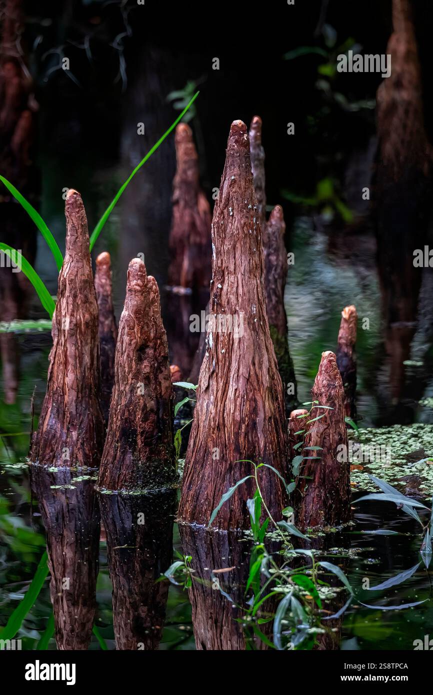 Cypress tree knees Stock Photo - Alamy