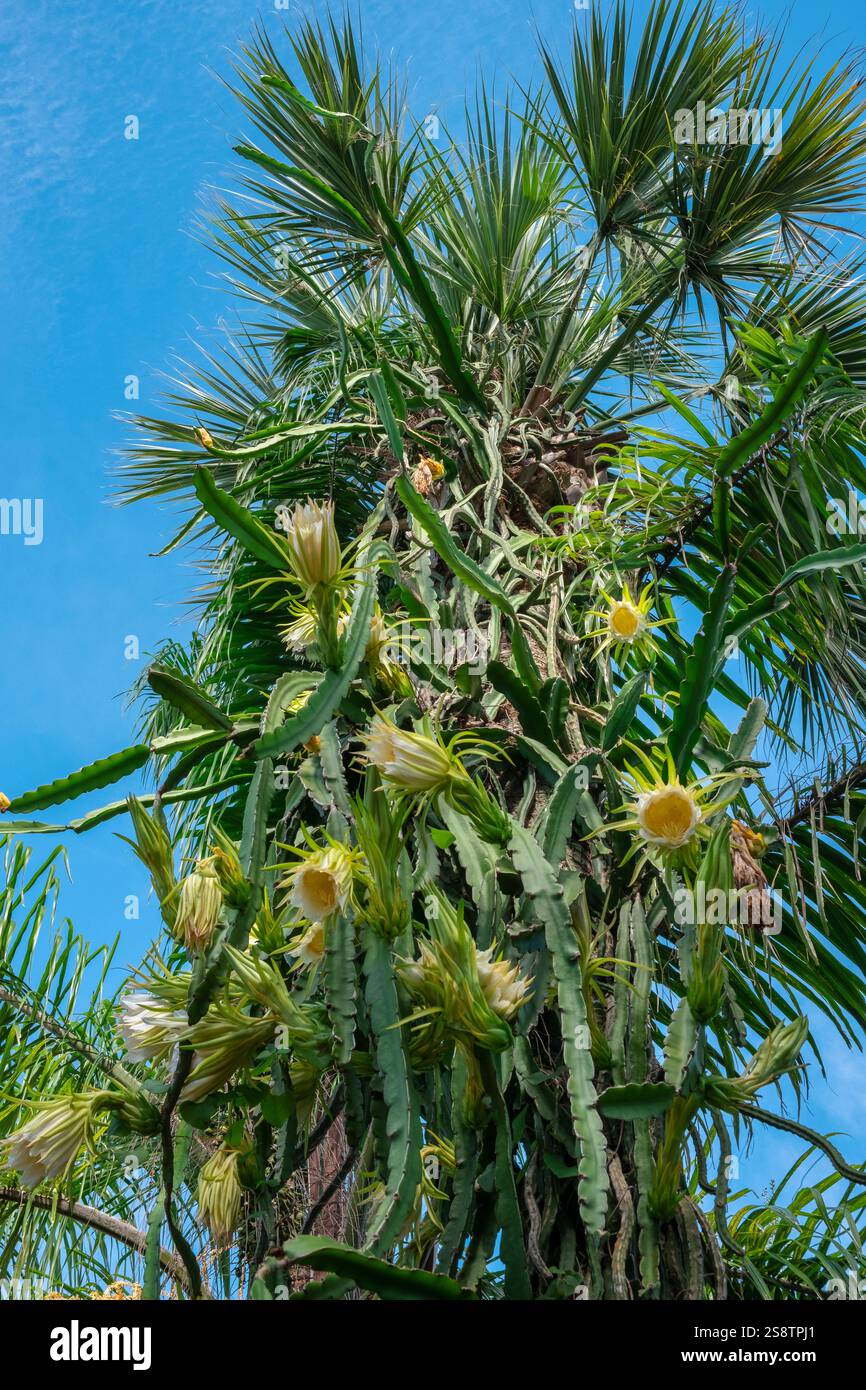 Night-blooming dragon fruit plant Stock Photo - Alamy