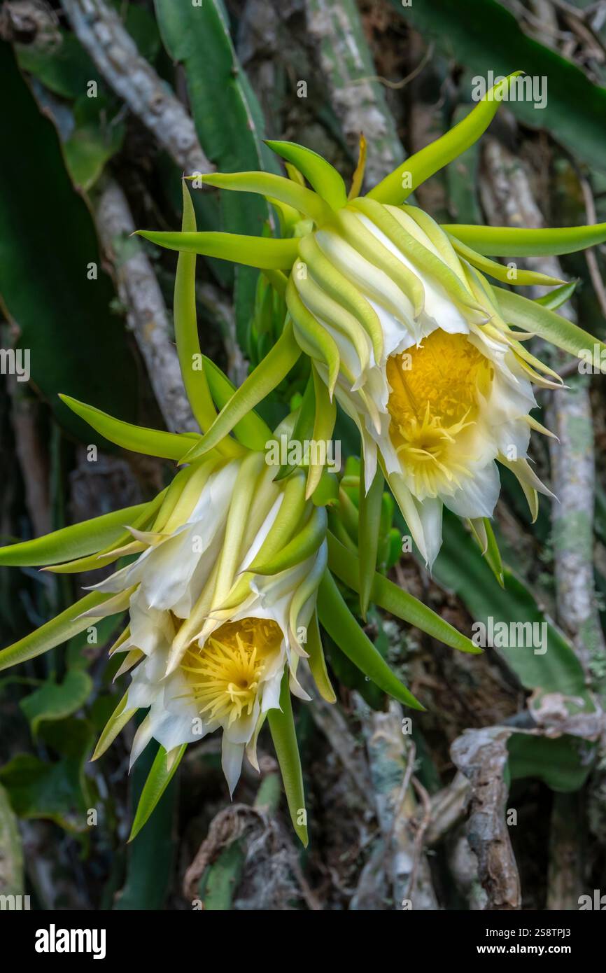 Night-blooming dragon fruit plant Stock Photo - Alamy