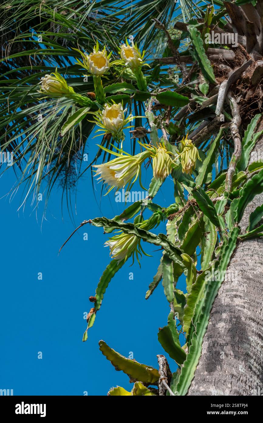 Night-blooming dragon fruit plant Stock Photo - Alamy