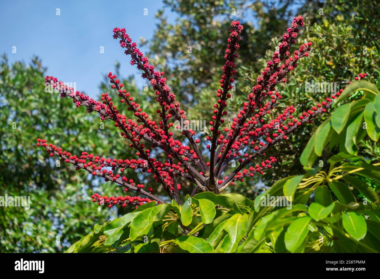 Flowering umbrella tree Stock Photo - Alamy
