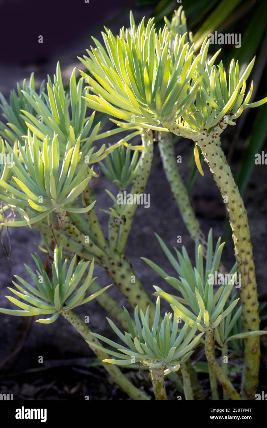 Dwarf clone shrub Stock Photo - Alamy