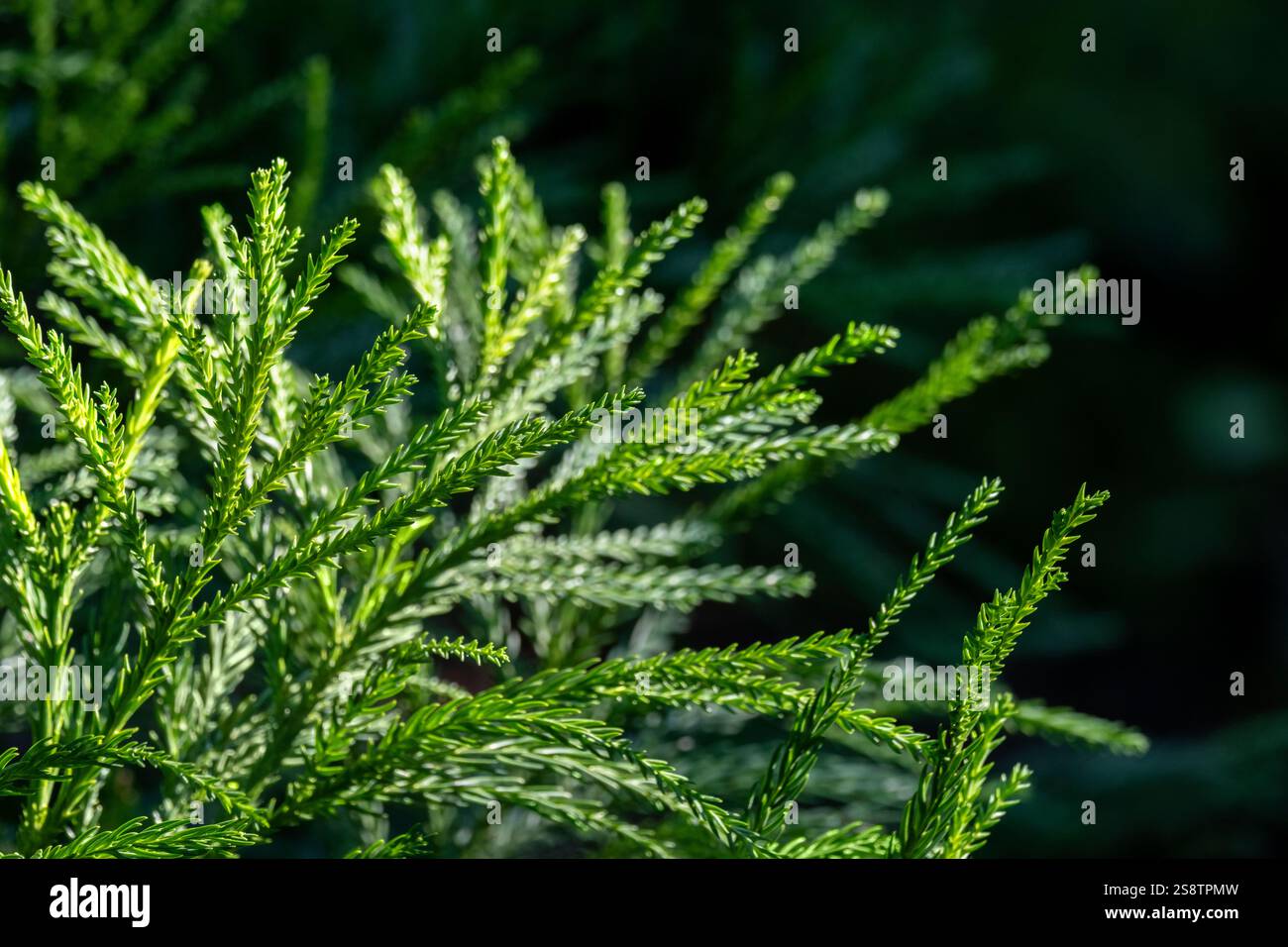 Rimu tree hi-res stock photography and images - Alamy