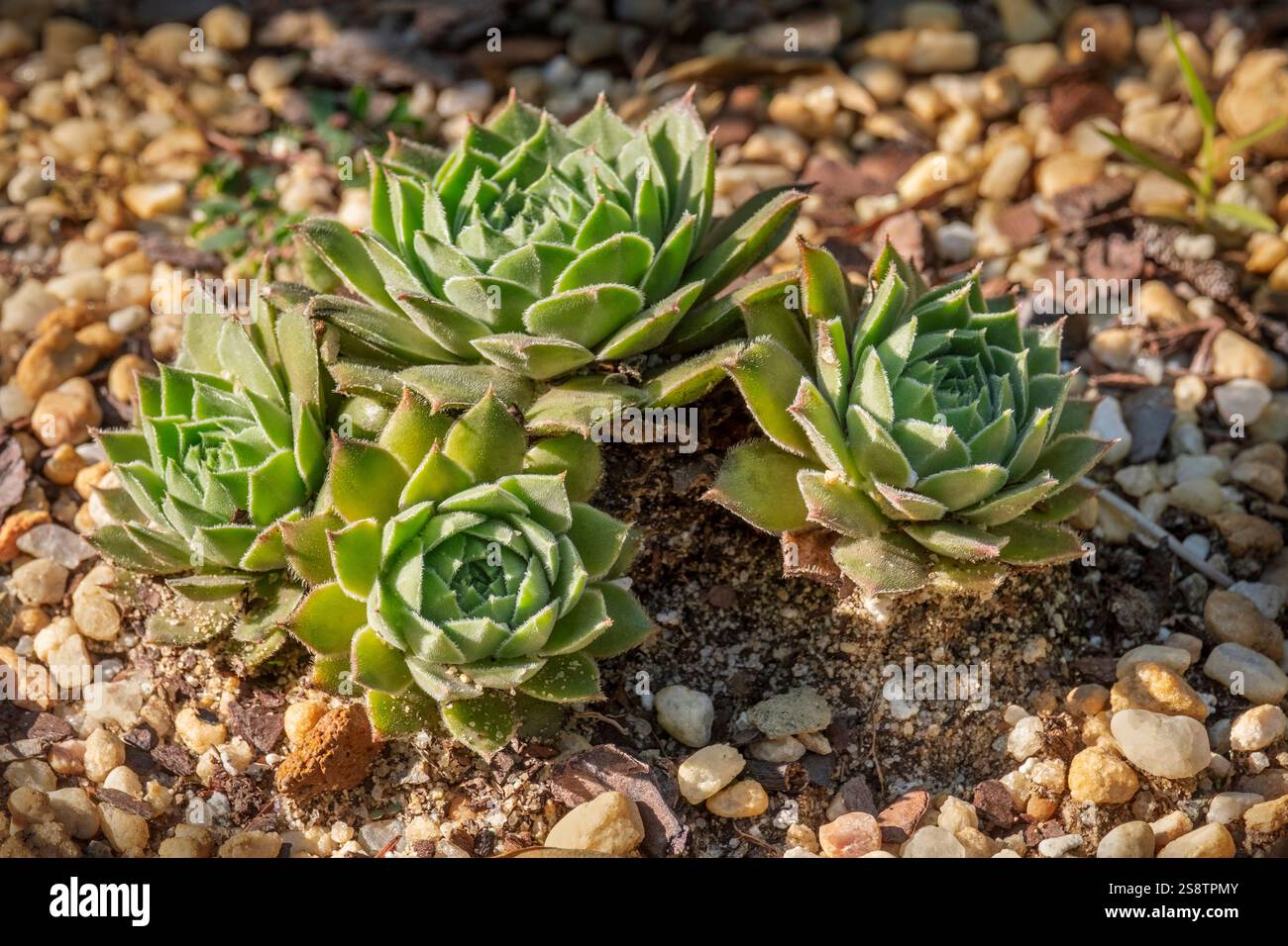Hens and Chicks succulent Stock Photo - Alamy