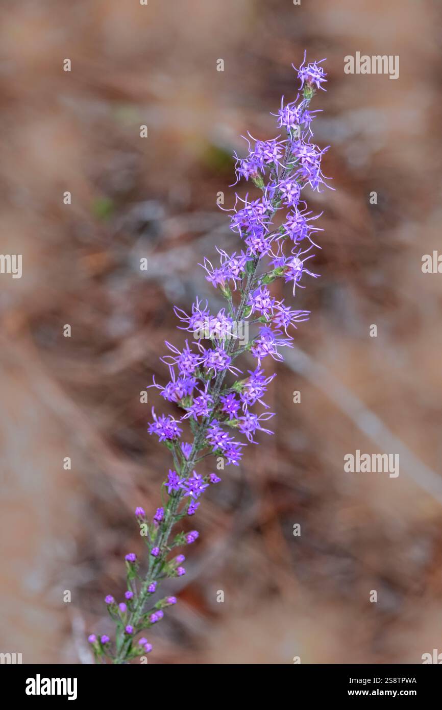 Appalachian blazing star hi-res stock photography and images - Alamy