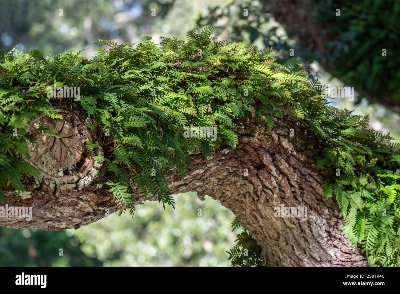 Resurrection Fern growing on a live oak tree branch Stock Photo - Alamy