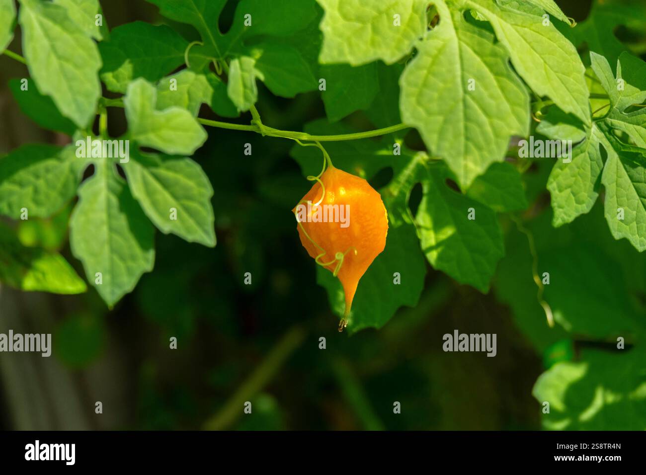 Balsam-pear, bitter melon Stock Photo - Alamy