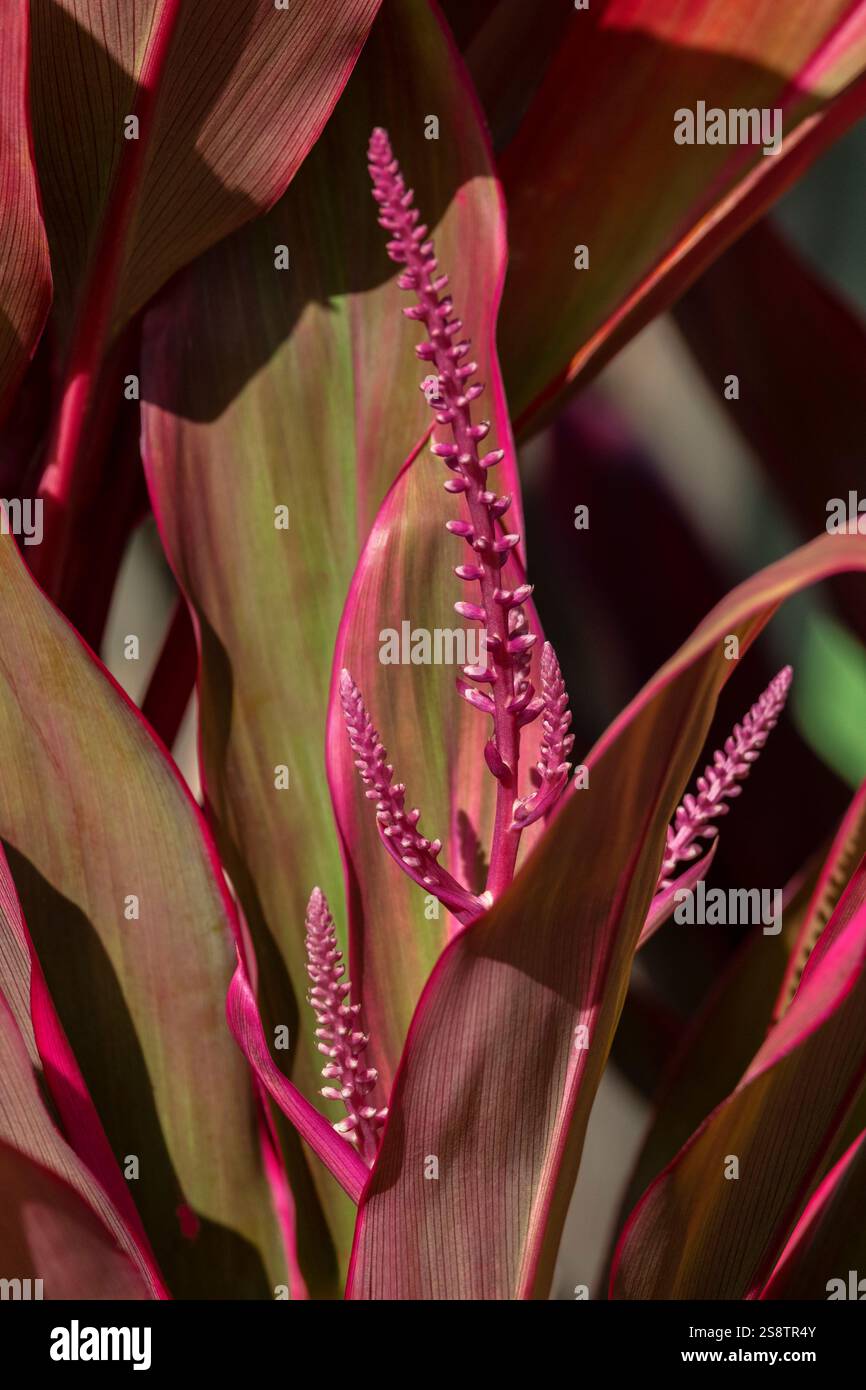 Ti plant, Cordyline Stock Photo - Alamy