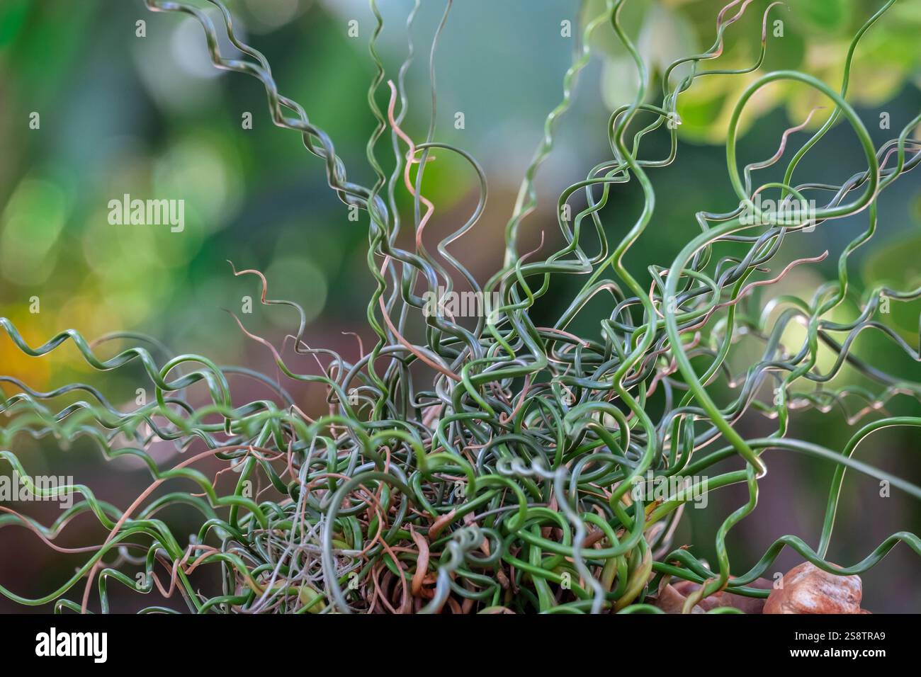 Spiral rush plant hi-res stock photography and images - Alamy