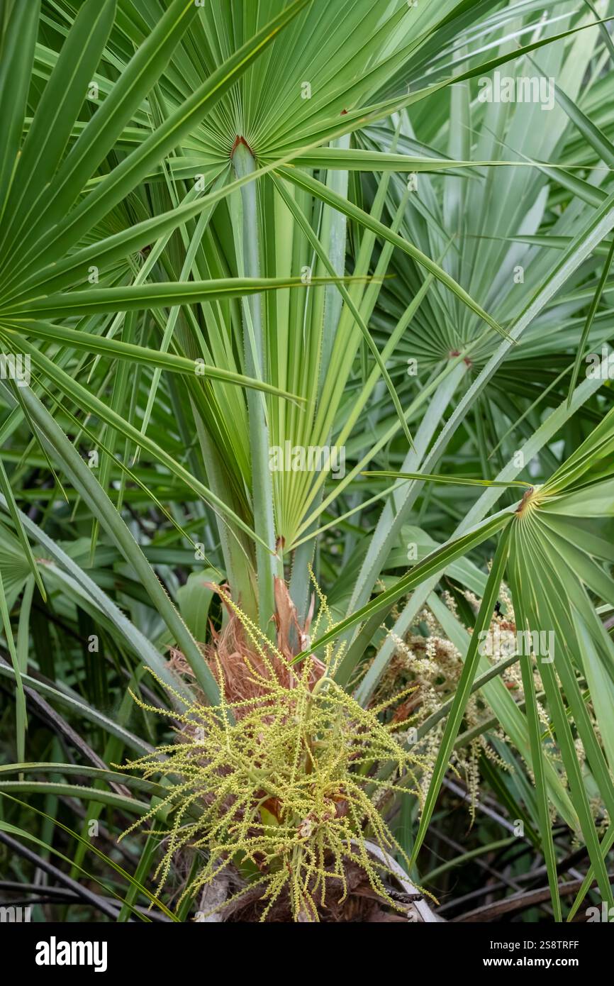 Saw palmetto plant hi-res stock photography and images - Alamy