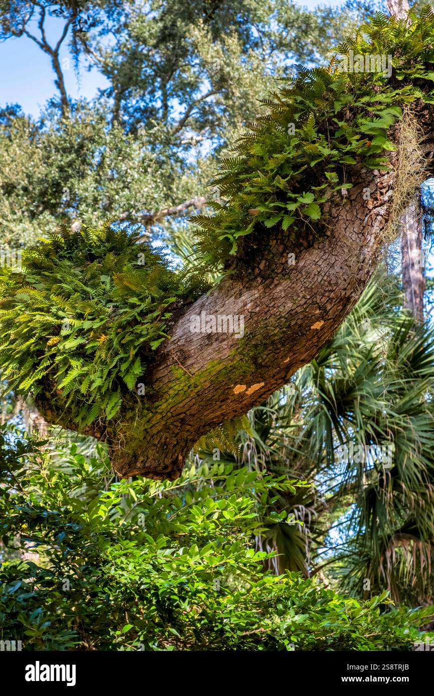 Resurrection fern on a live oak tree branch Stock Photo - Alamy
