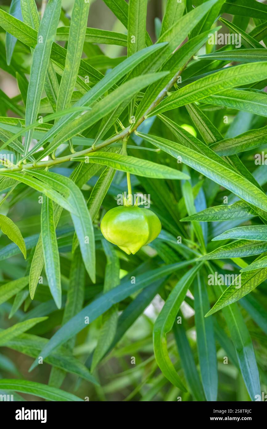 Seed of a yellow Oleander Tree Stock Photo - Alamy