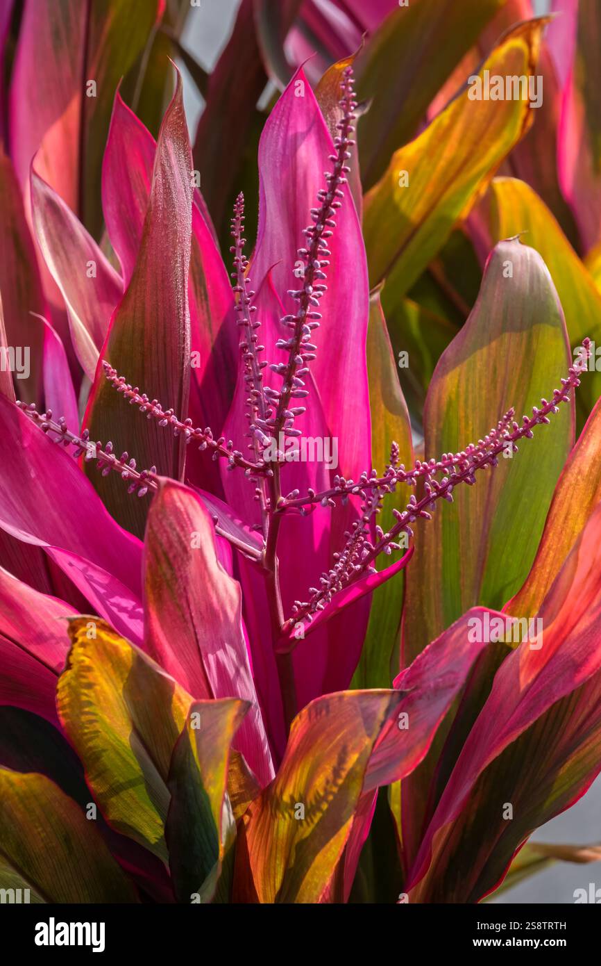 Ti plant, Cordyline Stock Photo - Alamy