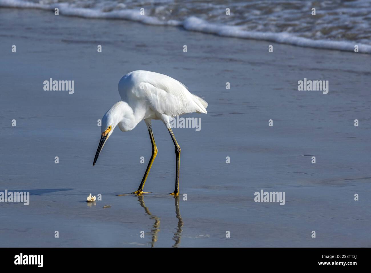 Snowy egret, wading, sand crab Stock Photo - Alamy