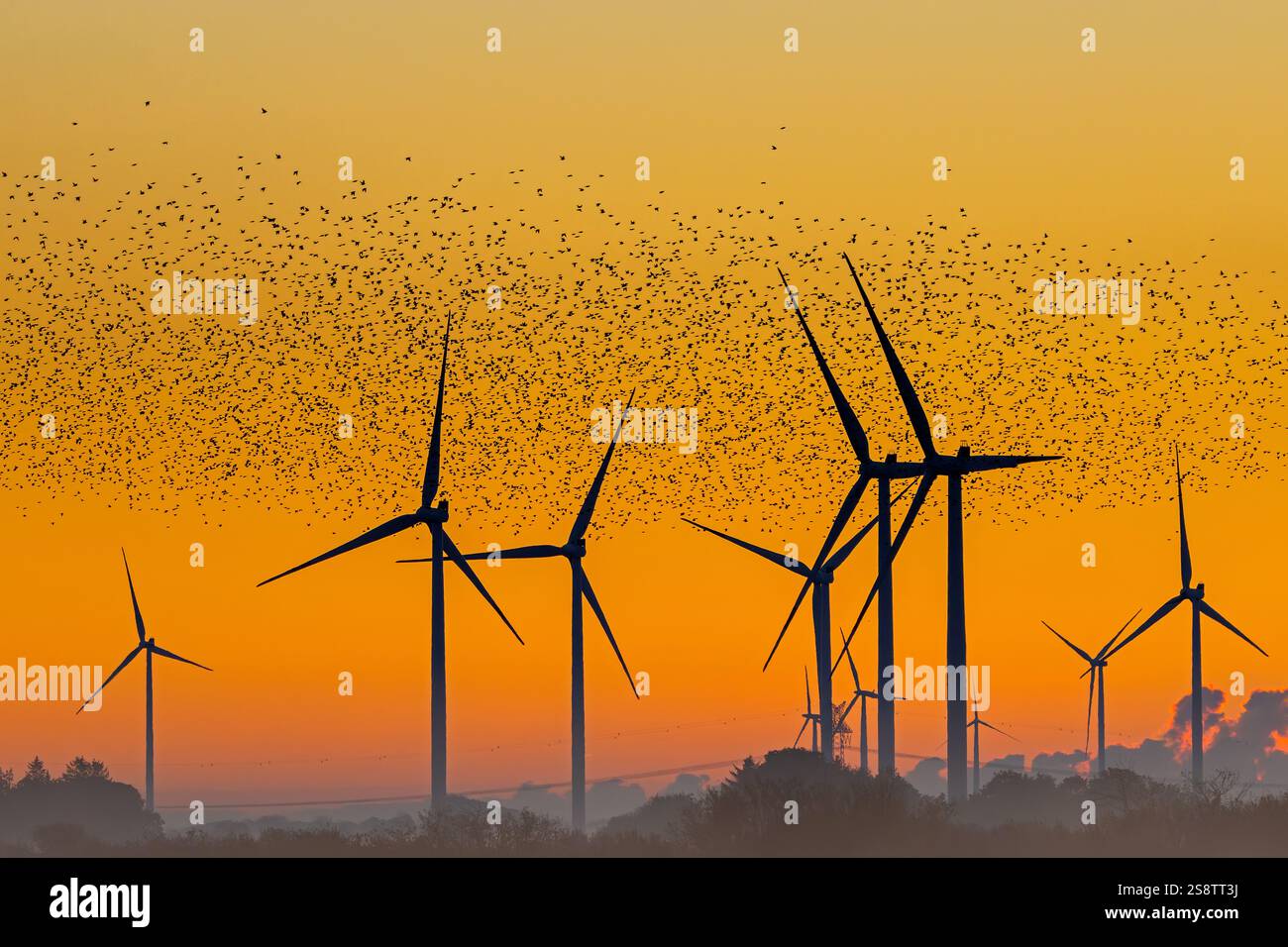 European starling murmuration / large flock of common starlings ...