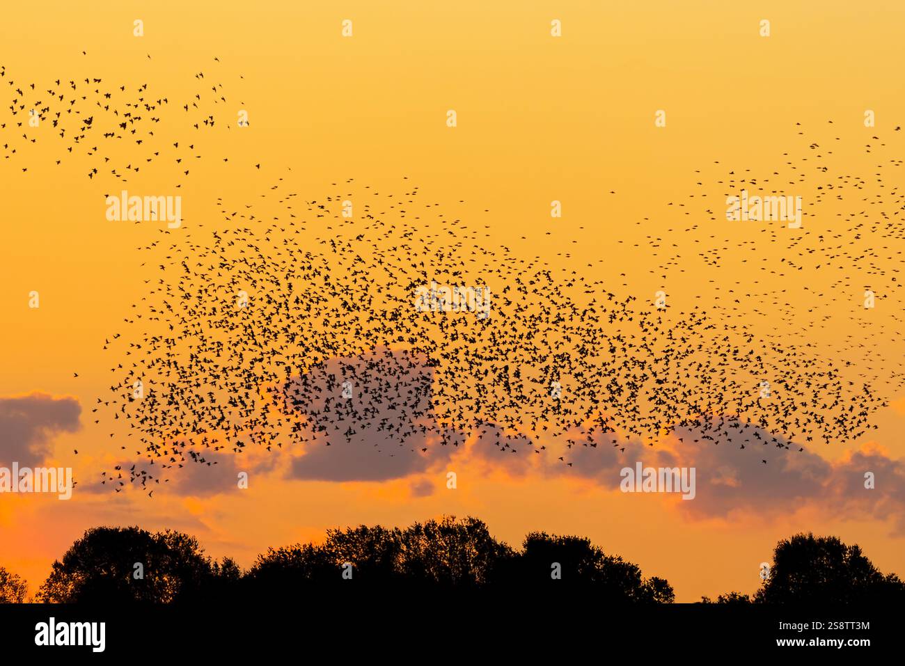 European starling murmuration / large flock of common starlings ...