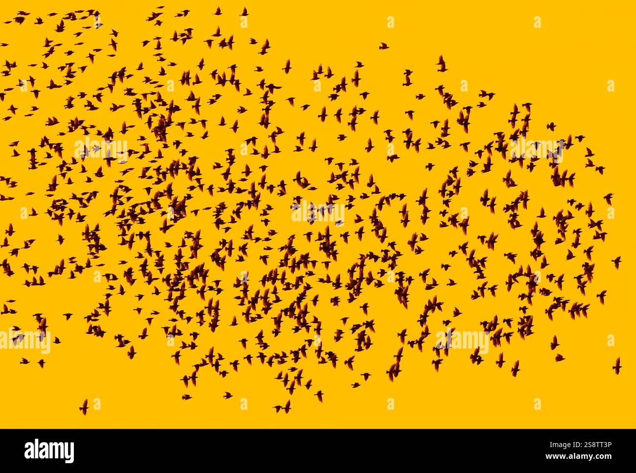 European starling murmuration / large flock of common starlings ...