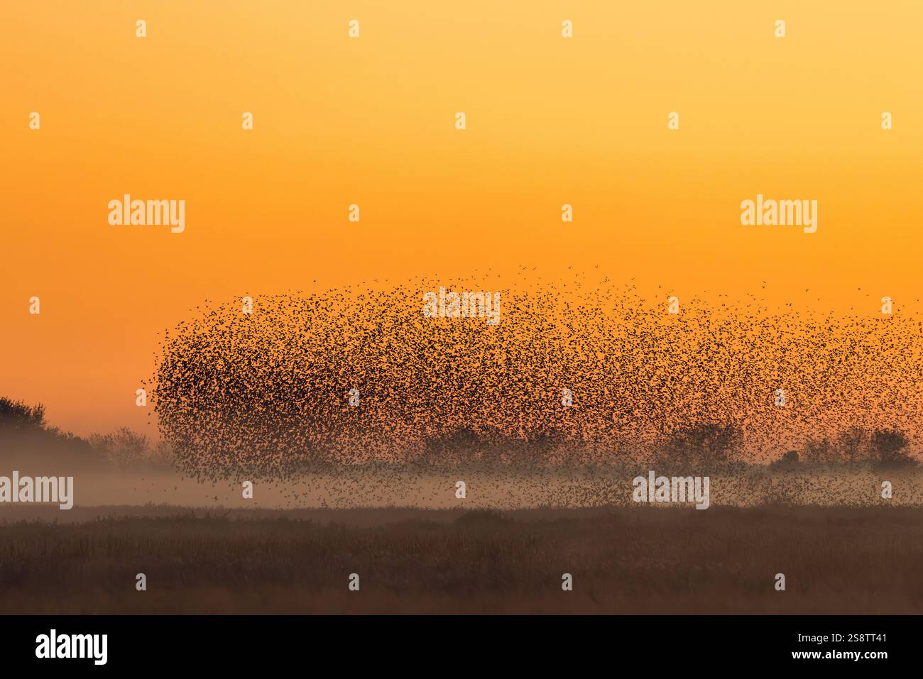 European starling murmuration / large flock of common starlings ...