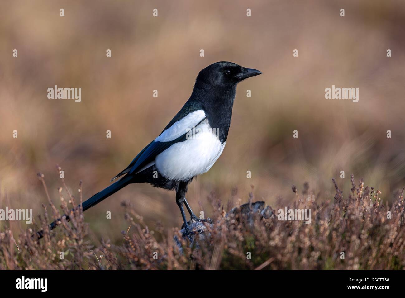 Magpie uk scavenging hi-res stock photography and images - Alamy