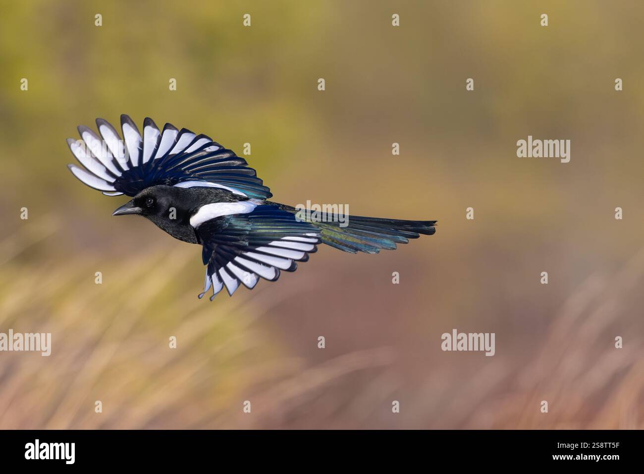 Eurasian magpie / common magpie (Pica pica) in flight Stock Photo - Alamy
