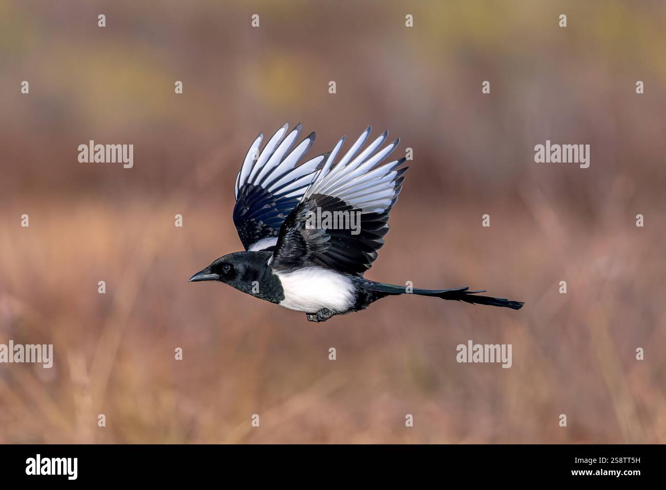 Eurasian magpie / common magpie (Pica pica) in flight Stock Photo - Alamy