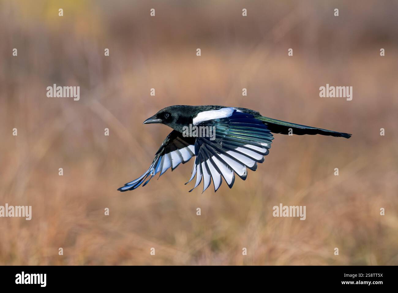Eurasian magpie / common magpie (Pica pica) in flight Stock Photo - Alamy