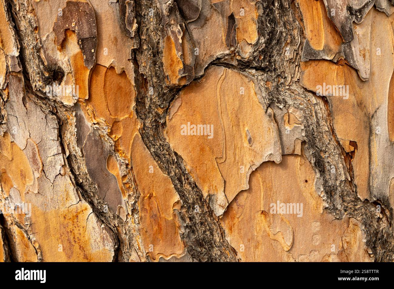 Maritime Pine, Pinus pinaster trunk symbol. Texture made of maritime ...