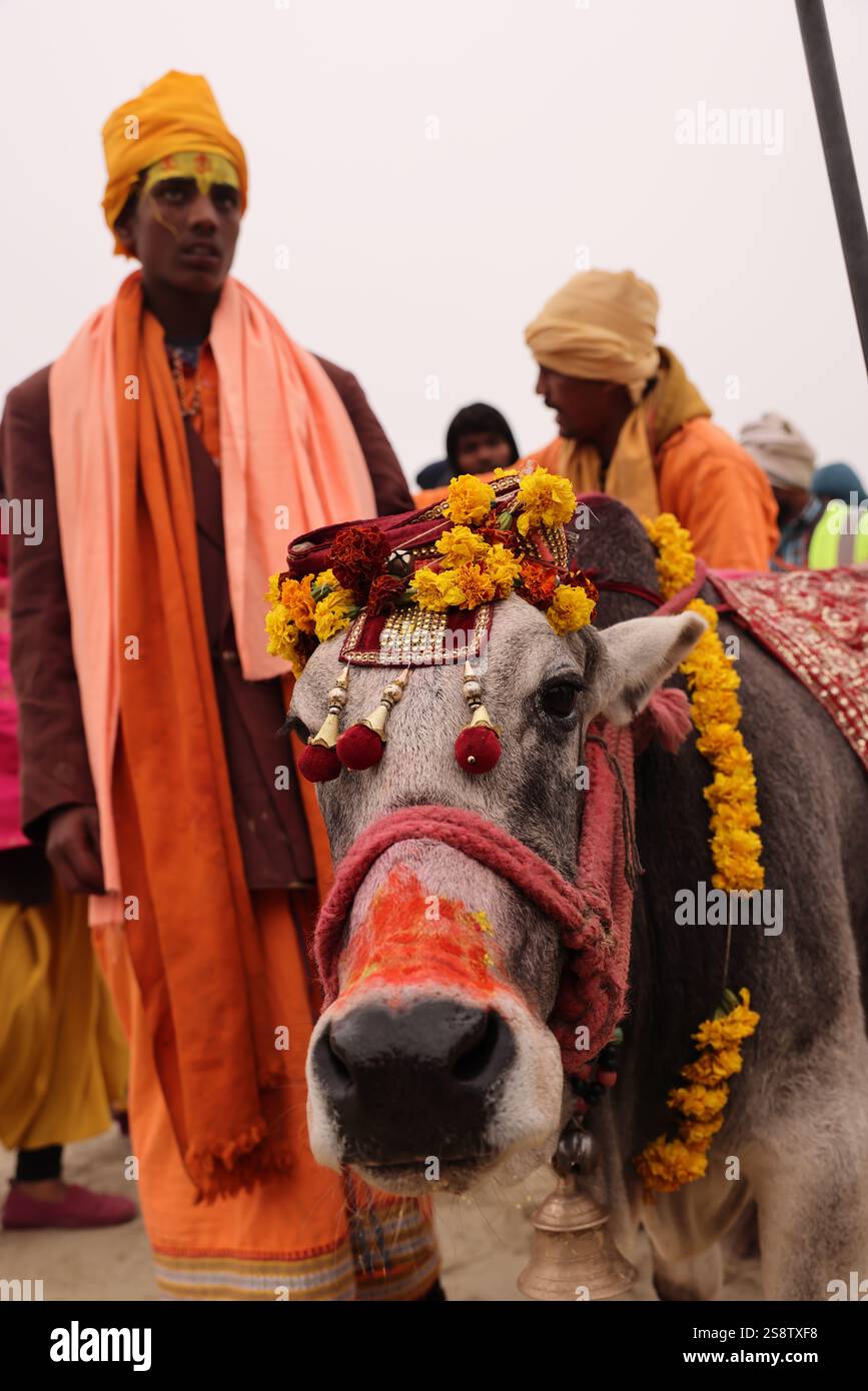 Sacred cow, Maha Kumbh Mela, Prayagraj, Uttar Pradesh, India. Hindu ...