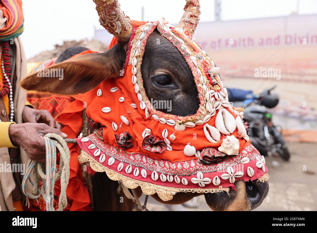 Sacred cow, Maha Kumbh Mela, Prayagraj, Uttar Pradesh, India. Hindu ...