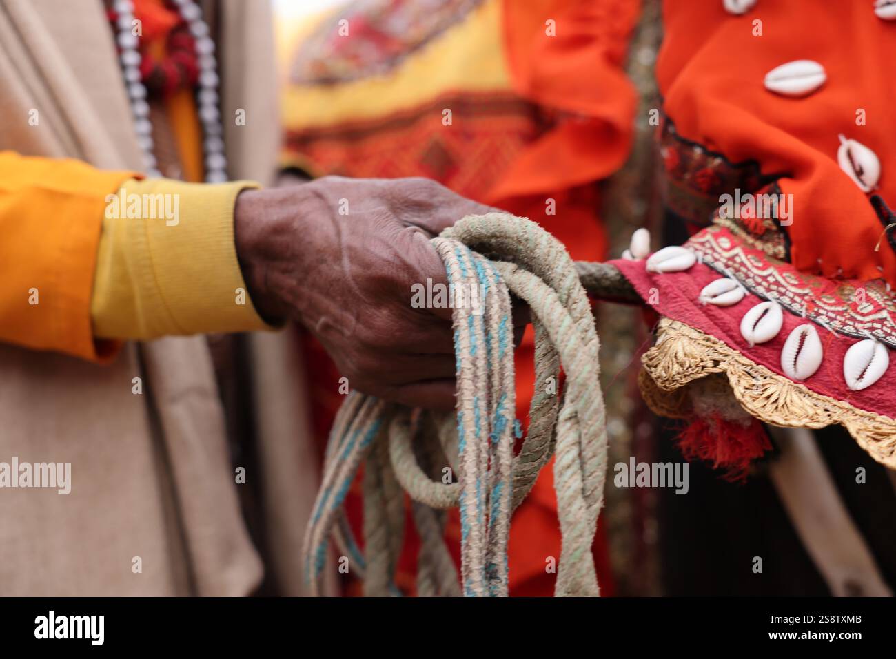 Sacred cow, Maha Kumbh Mela, Prayagraj, Uttar Pradesh, India. Hindu ...