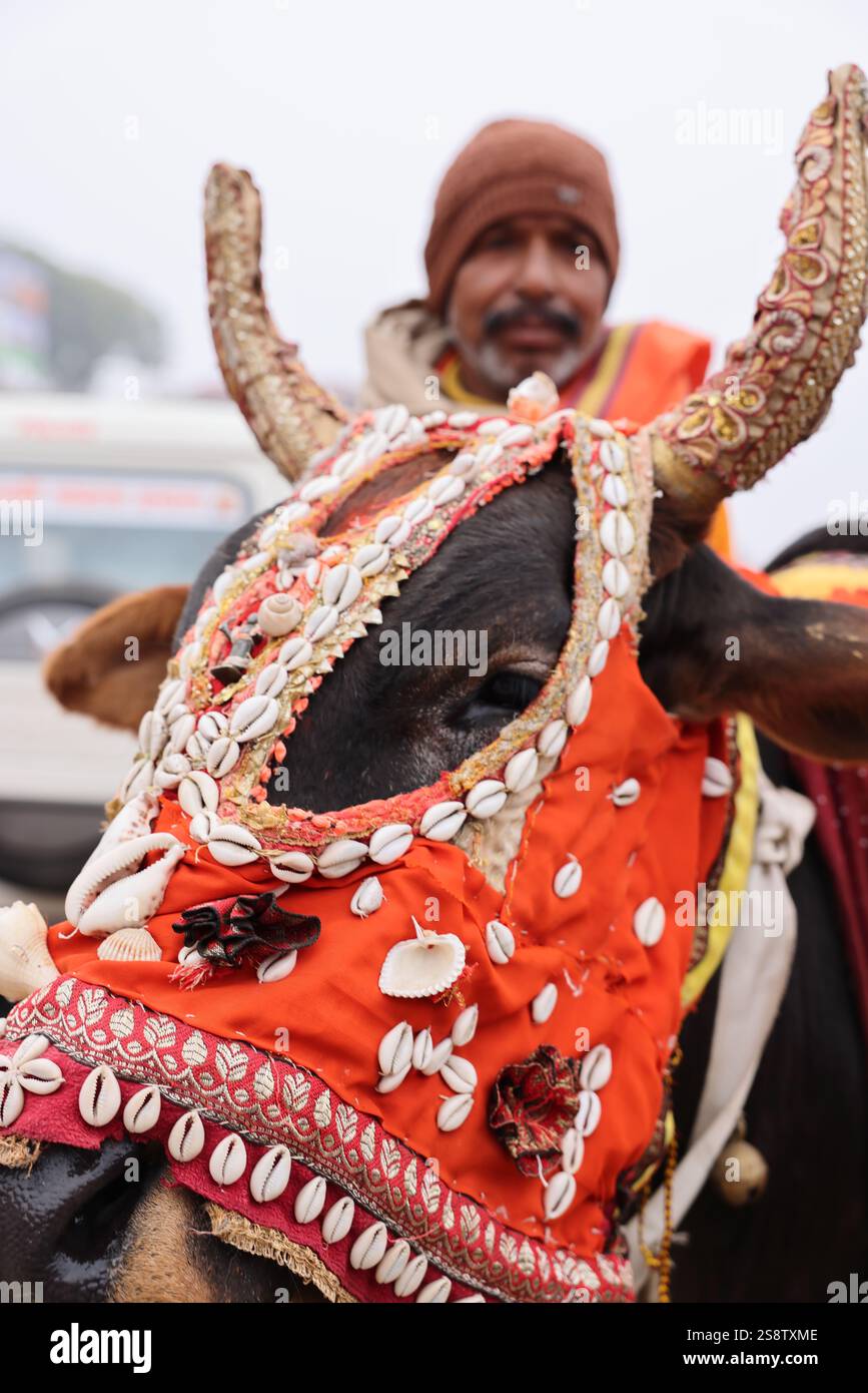 Sacred cow, Maha Kumbh Mela, Prayagraj, Uttar Pradesh, India. Hindu ...